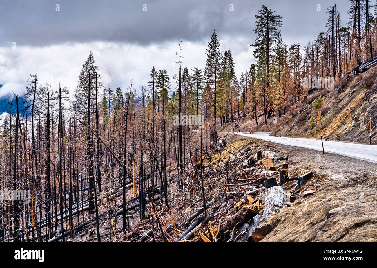 Burned down forest in Yosemite National Park, California Stock Photo ...