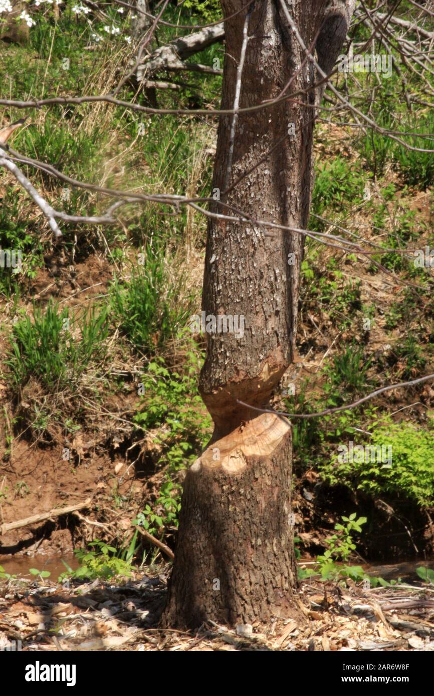 Tree trunk half chewed by beaver Stock Photo - Alamy
