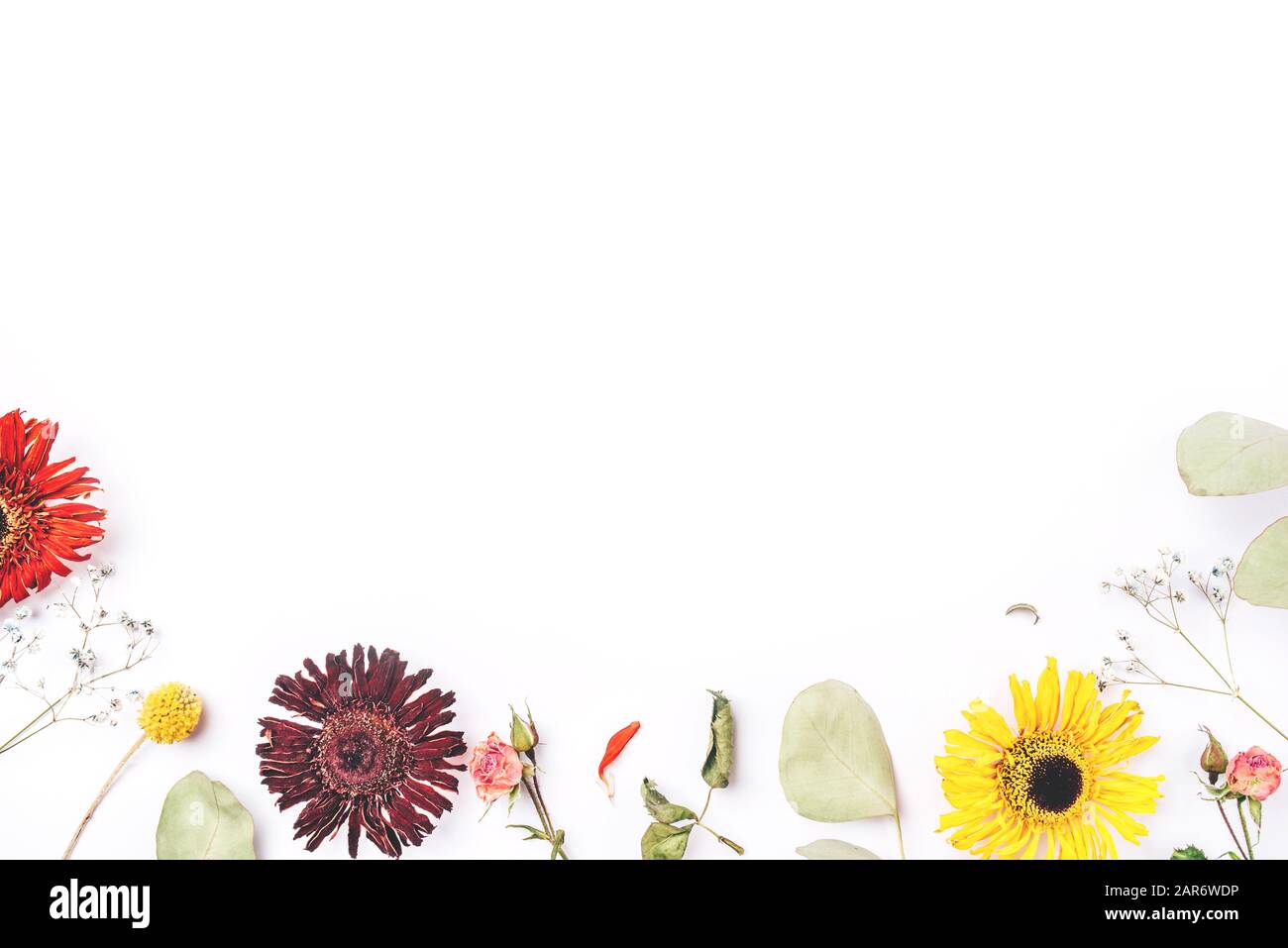 Frame of dry flowers on white background Stock Photo - Alamy