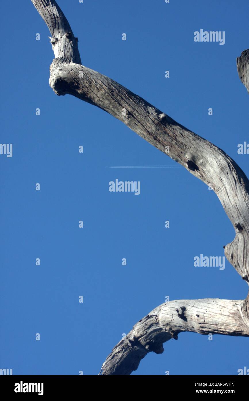 Dead Tree Bark Nature Dry Dried High Resolution Stock Photography and ...