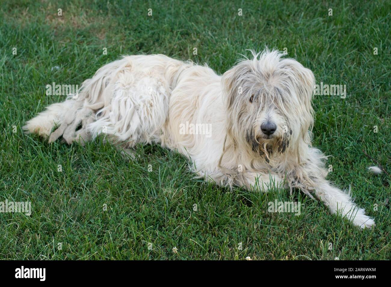 Close up shot of a dirty sheep dog Stock Photo - Alamy
