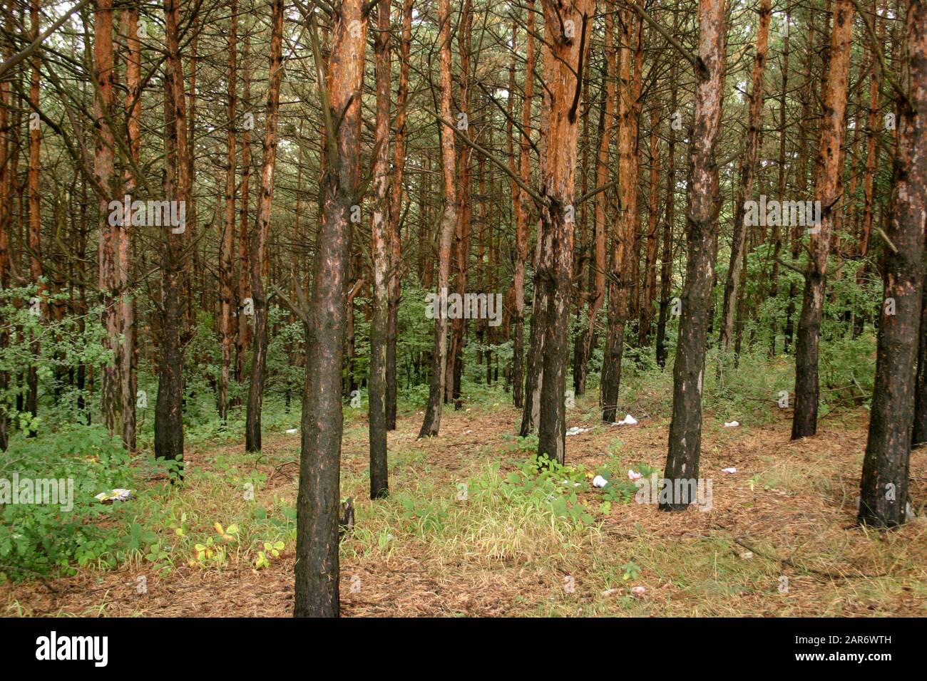 Pine tree grove Stock Photo - Alamy