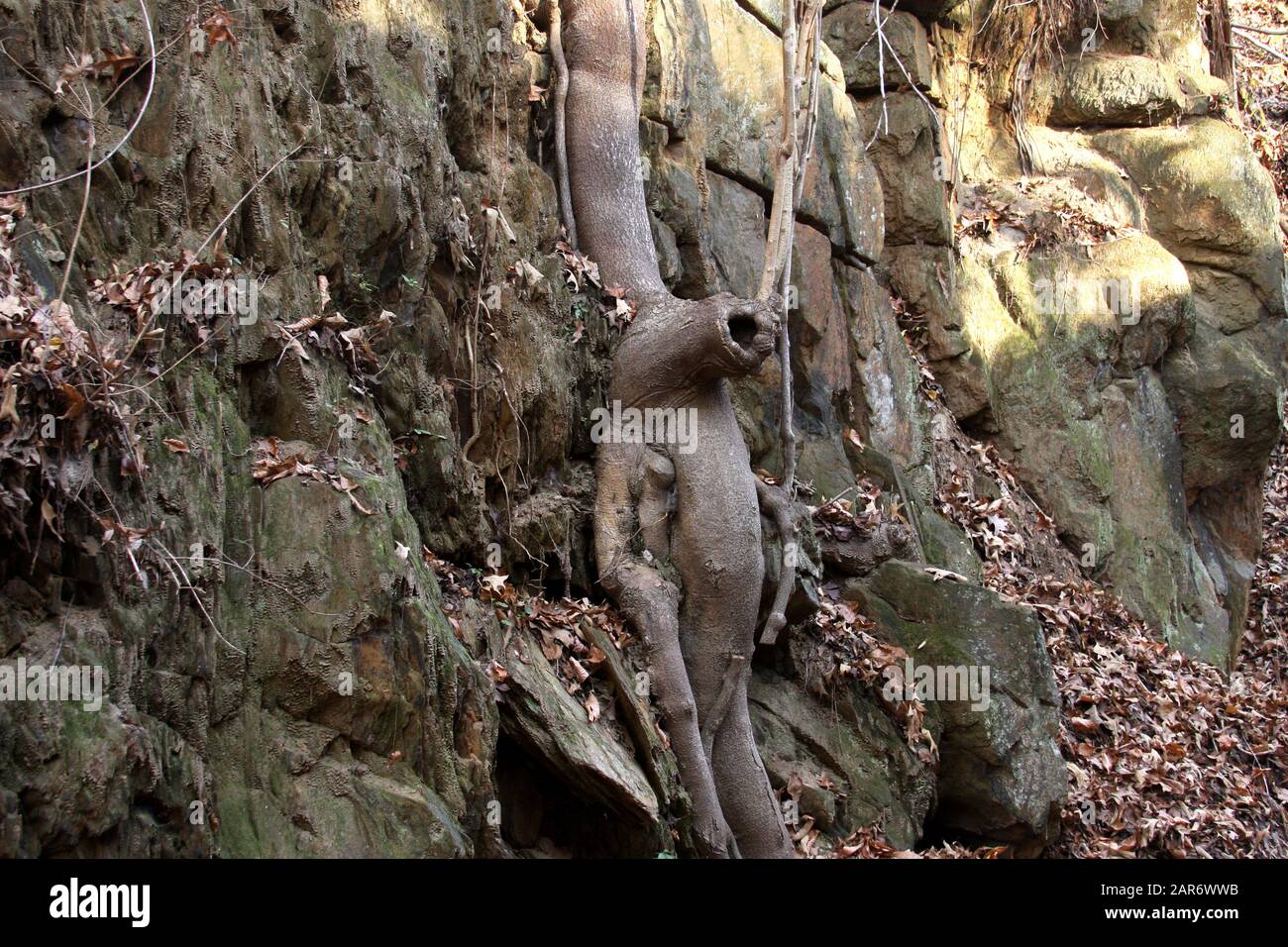Roots growing into rock hi-res stock photography and images - Alamy