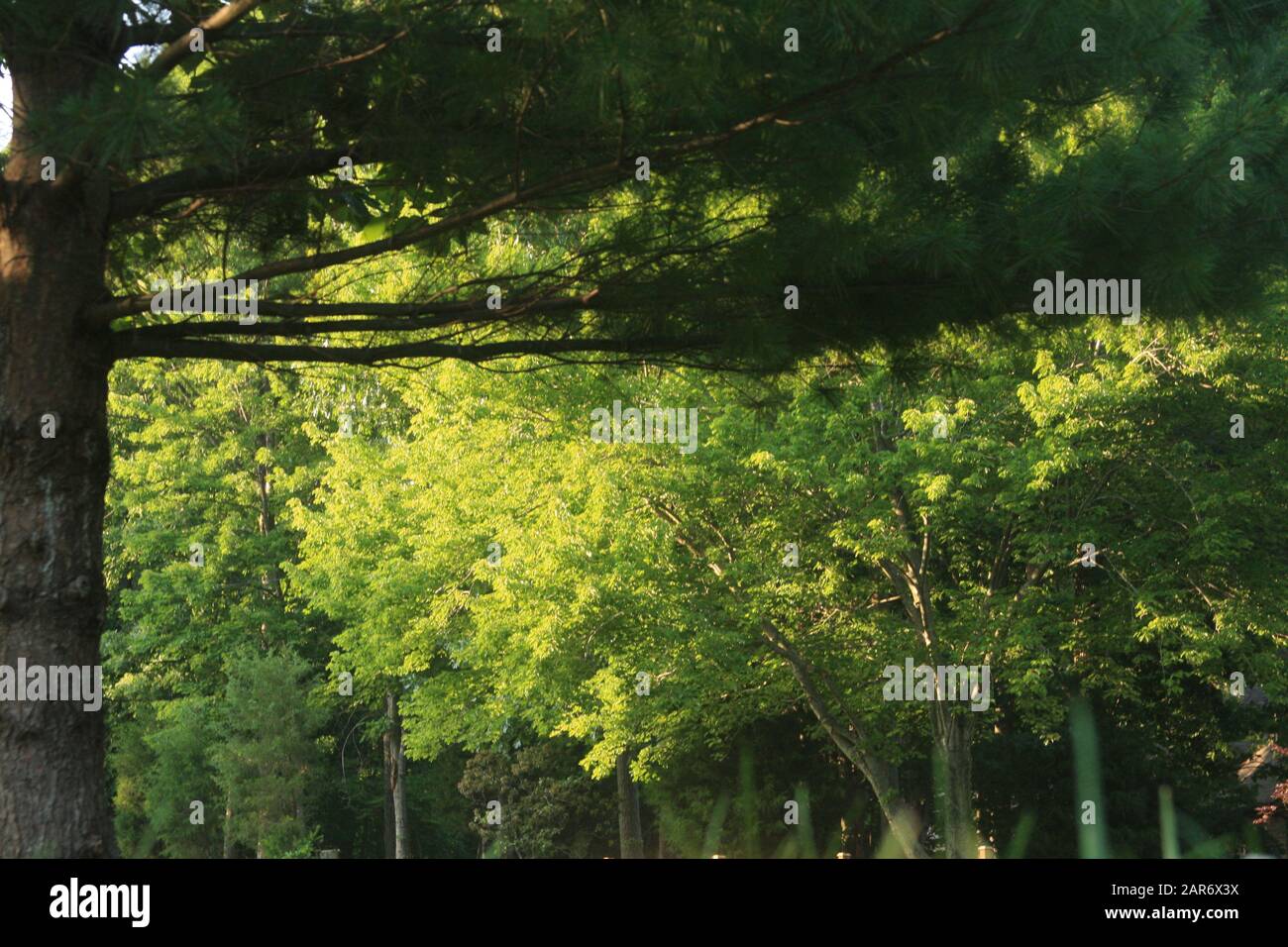 Coniferous and deciduous trees in summertime Stock Photo - Alamy