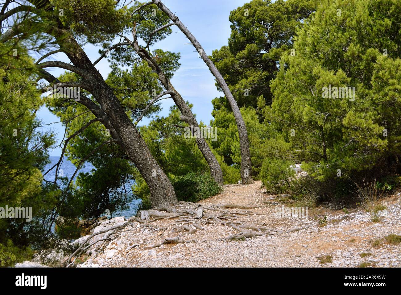 Path in the forest. Old mighty trees leaned toward the sea on the ...