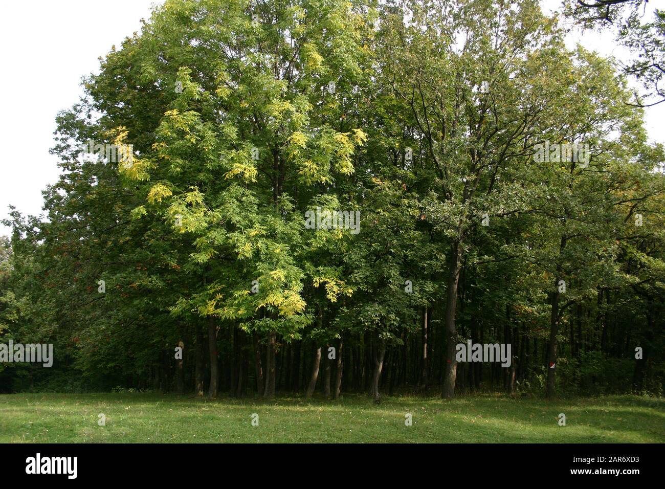 The edge of a deciduous forest in Romania, in summertime Stock Photo ...