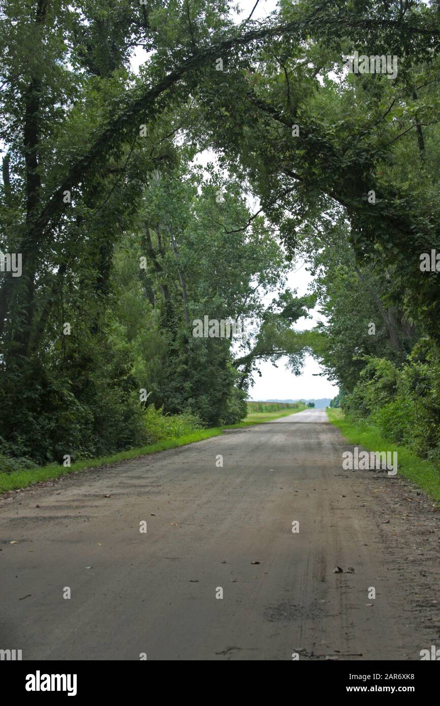 Trees creating a natural tunnel above a country road in Virginia, USA ...