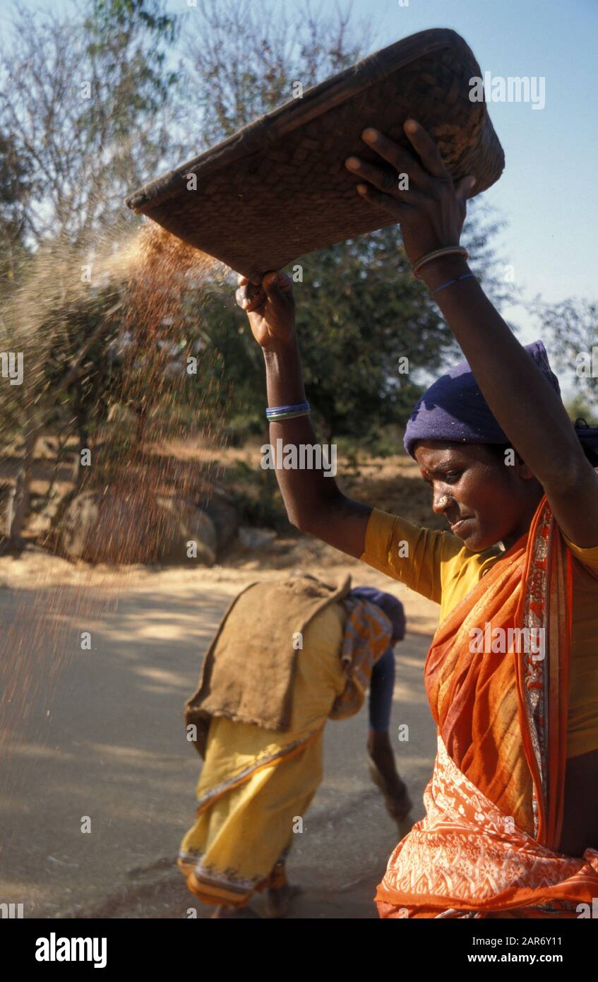 INDIA Winnowing finger millet harvest, Krishnapura village, Kolar ...