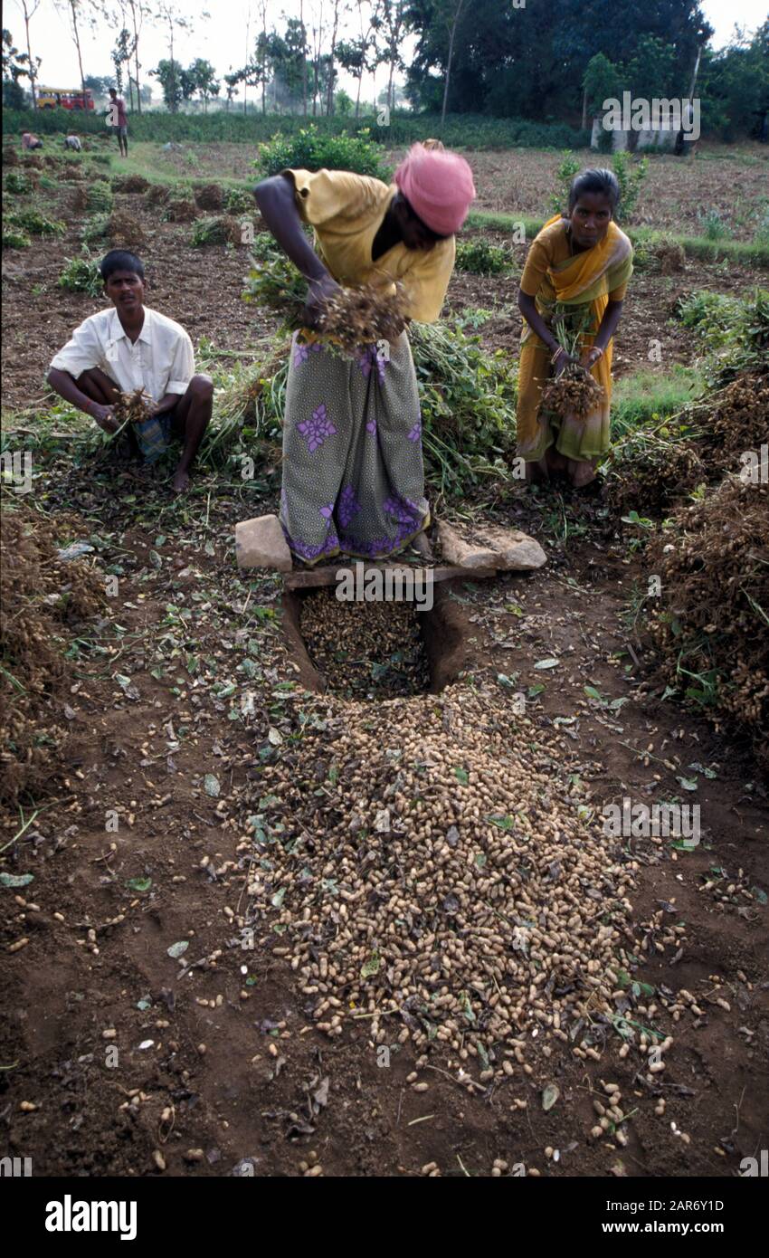 INDIA Harvesting peanuts, Tamil Nadu Stock Photo - Alamy