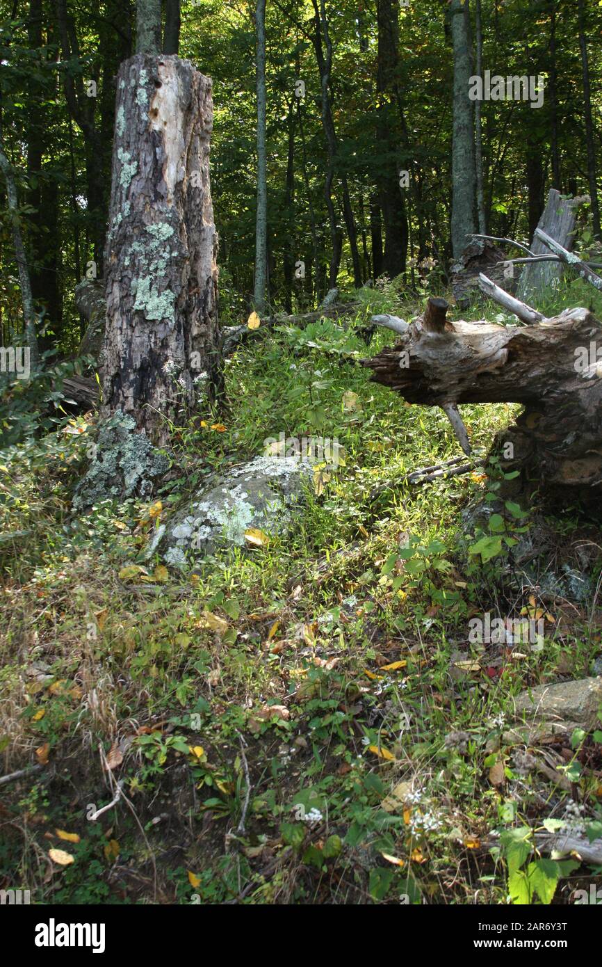 Dead decomposing trees into the woods Stock Photo - Alamy
