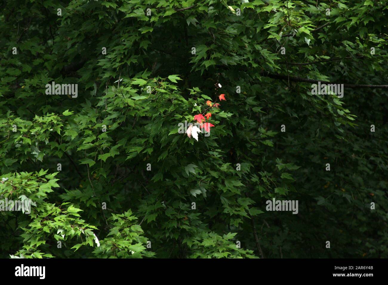 Maple tree leaves starting to turn red in September Stock Photo - Alamy