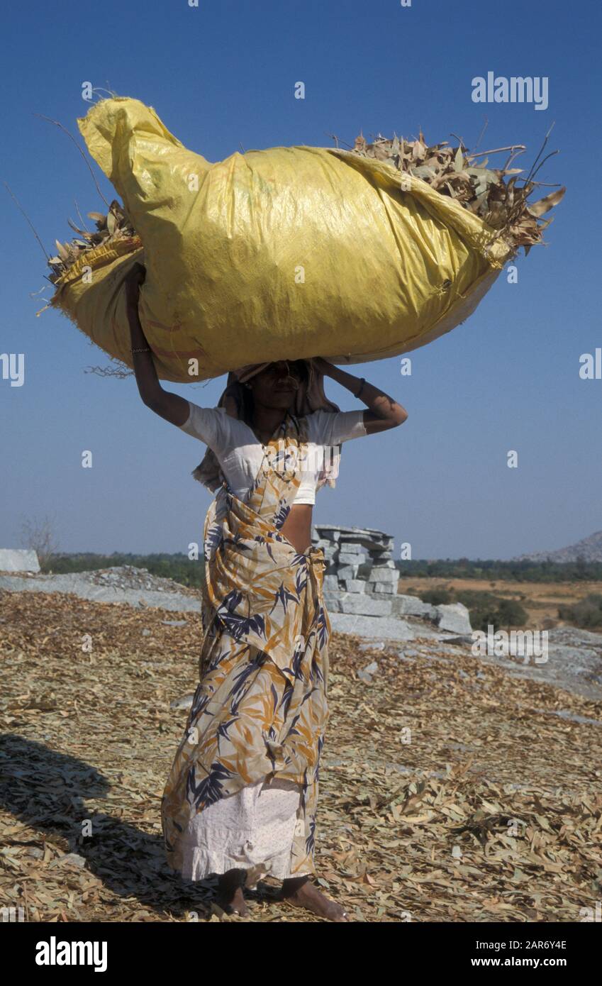INDIA Woman carrying hay Stock Photo - Alamy