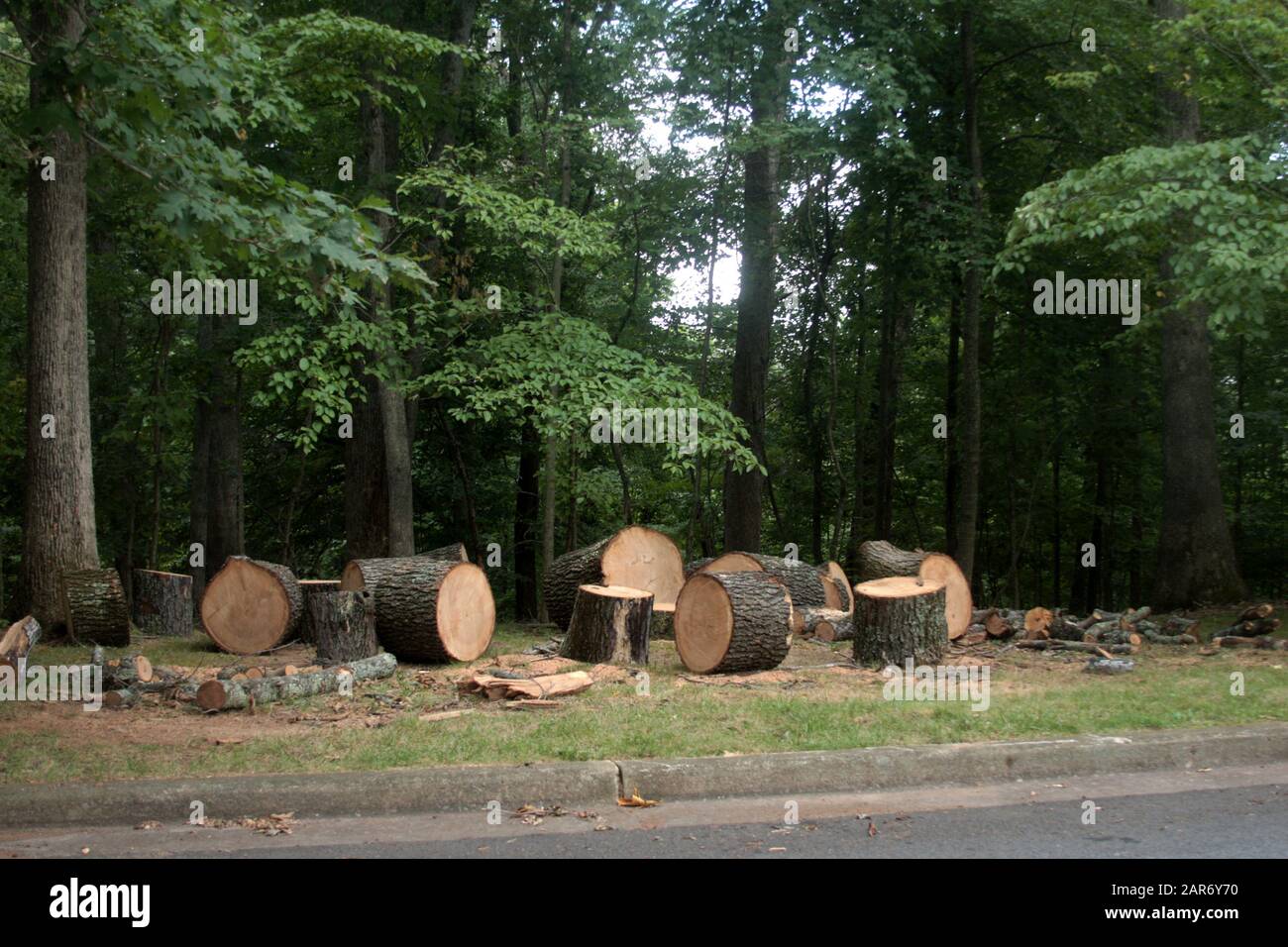 Tree cut on the side of the road Stock Photo - Alamy
