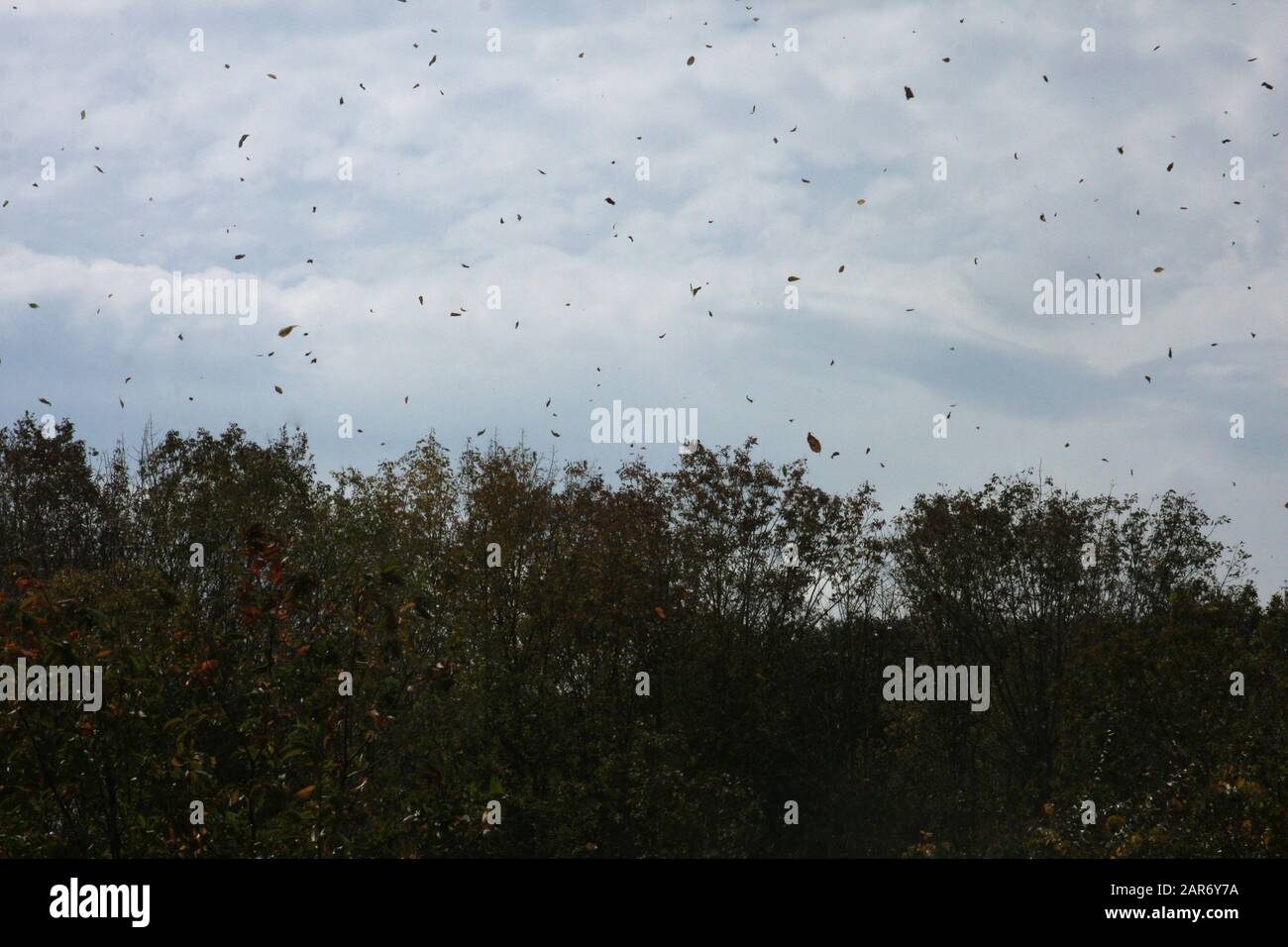 Dry leaves wind flying hi-res stock photography and images - Alamy