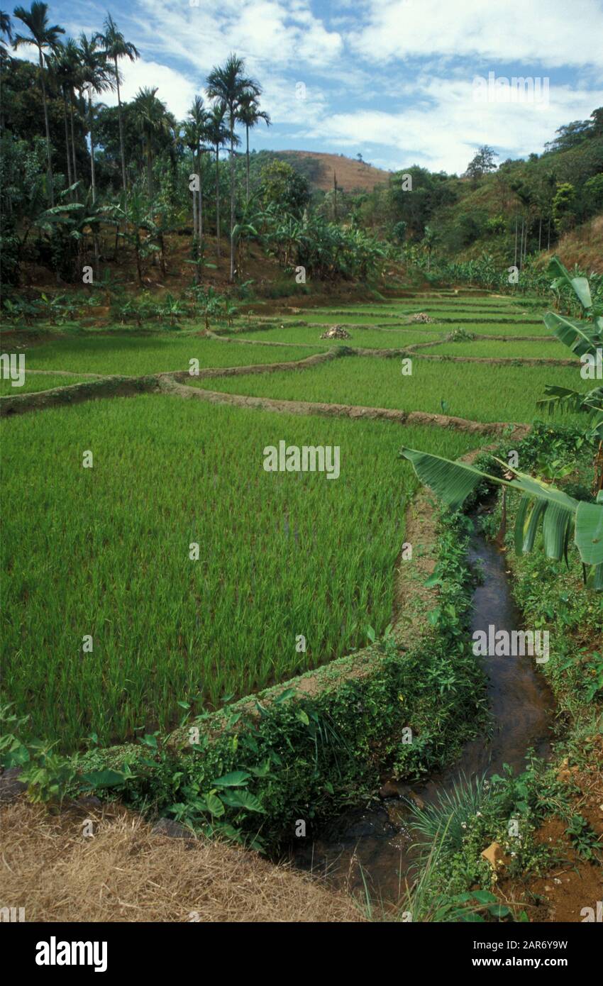 INDIA Rice paddy, Kerala Stock Photo - Alamy