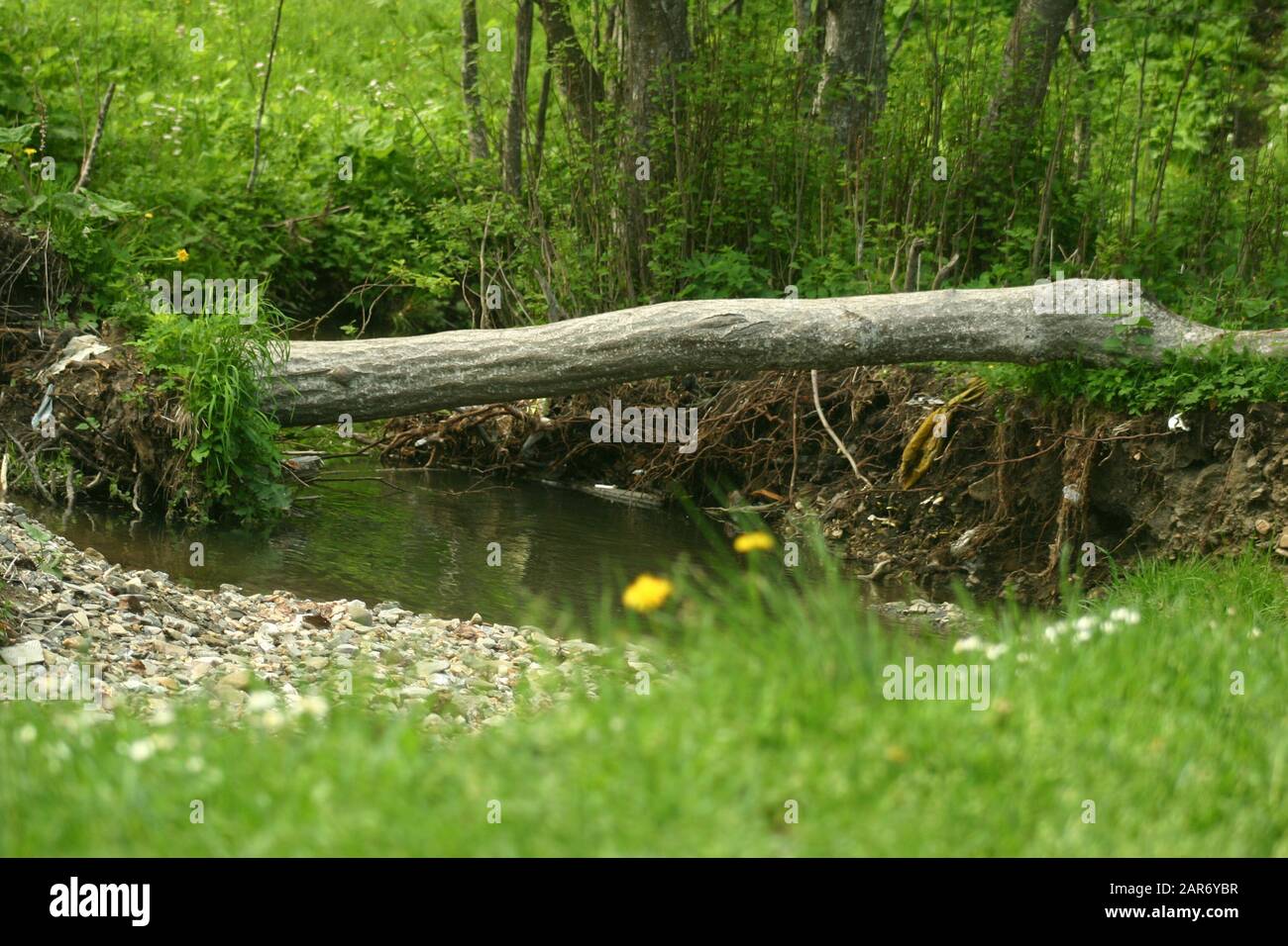 Tree fallen over a stream Stock Photo - Alamy