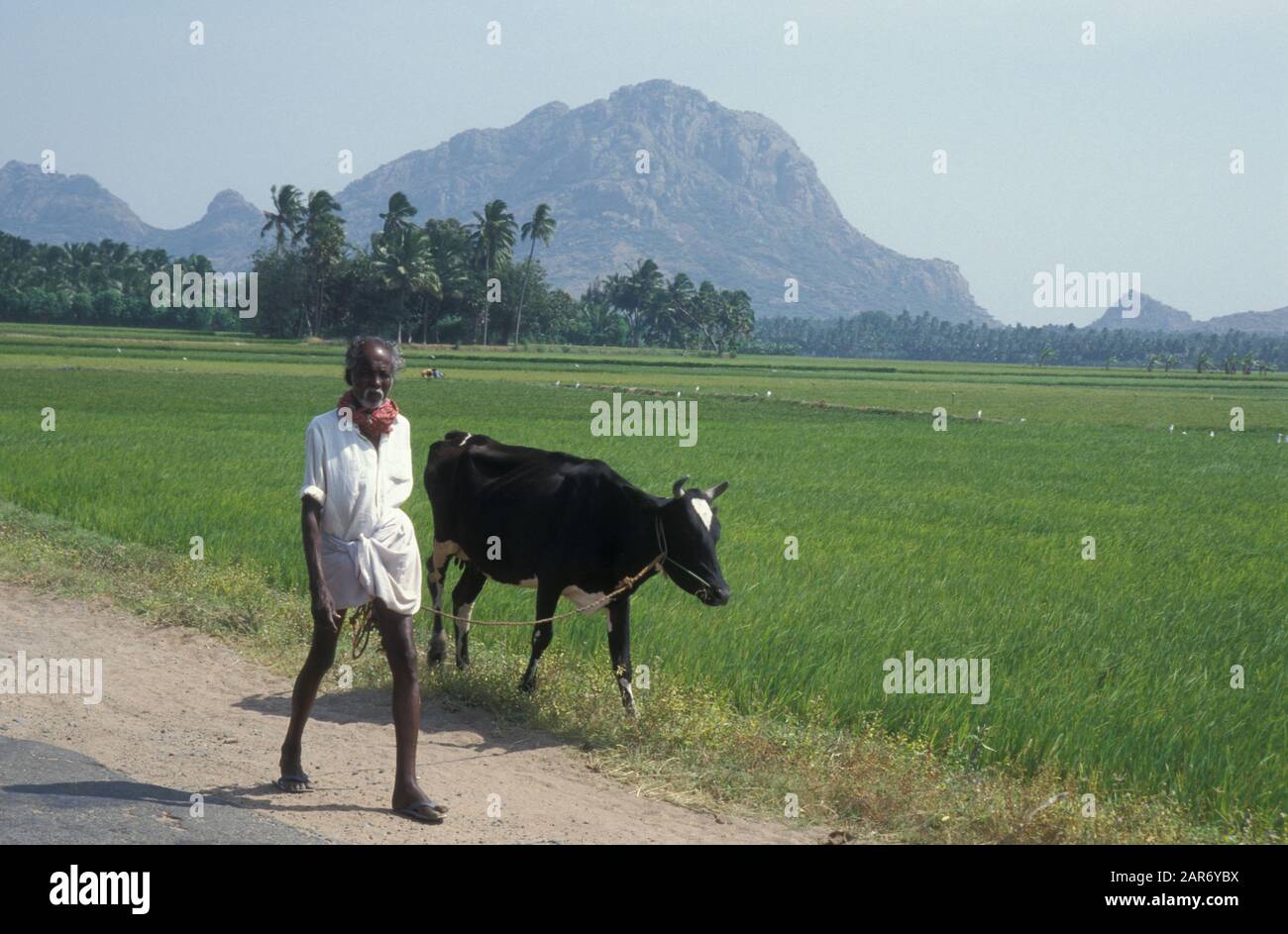 INDIA Farming scene, Tamil Nadu Stock Photo - Alamy INDIA Farming scene, Tamil Nadu Stock Photo - Alamy
