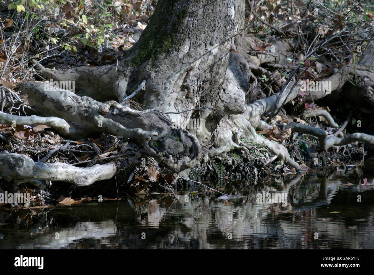 Tree roots exposed river erosion hi-res stock photography and images ...