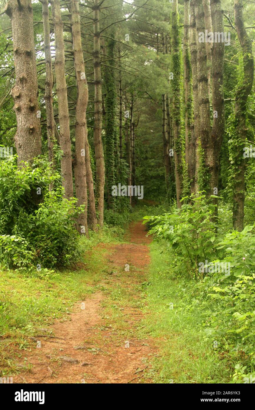 Path leading to a pine tree grove Stock Photo - Alamy