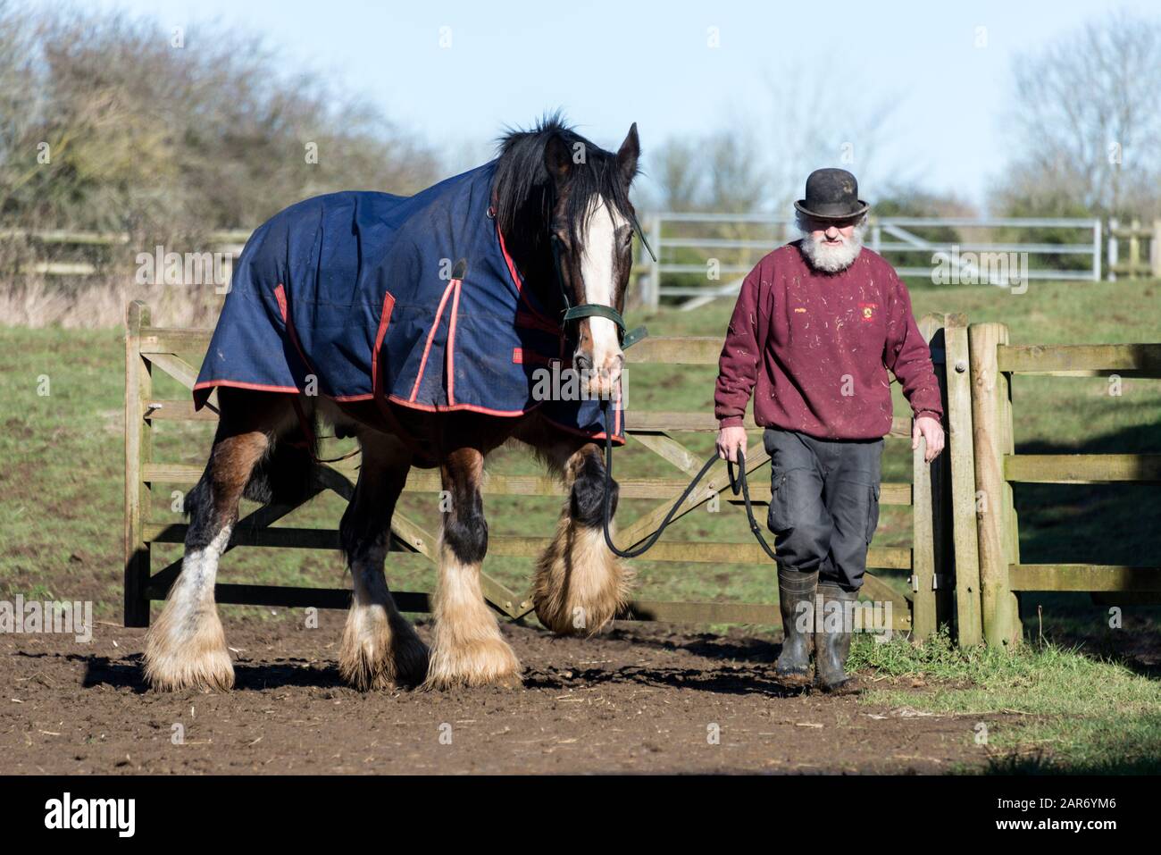 70-year-old drayman Roger Hughes leads one of the two Shire Horses from ...