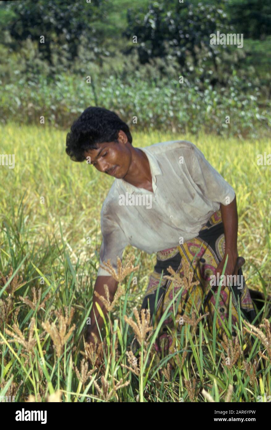 India Man harvesting rice, Karnataka Stock Photo - Alamy