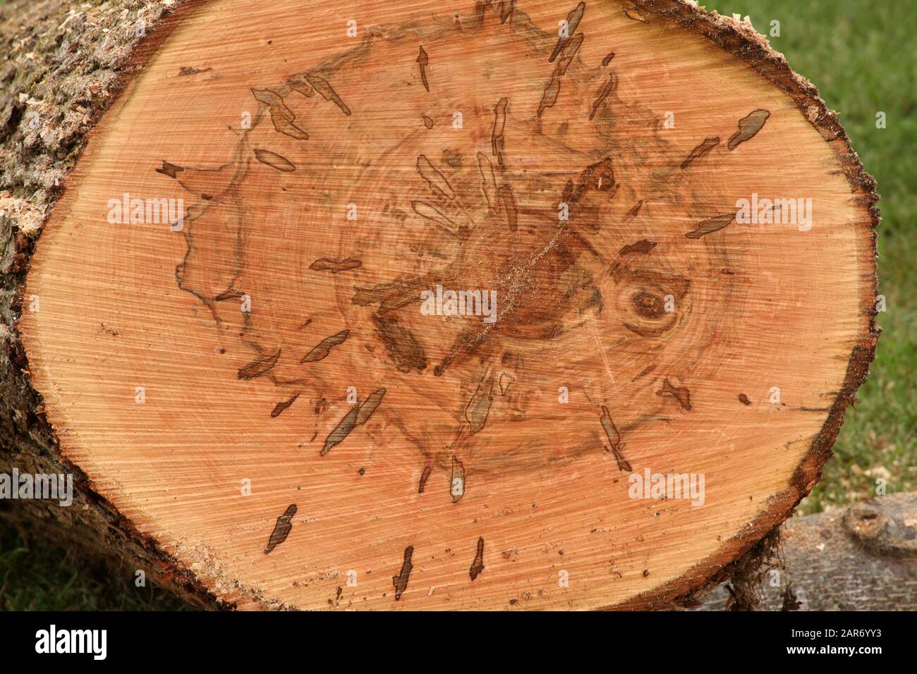 Close-up of a cross section of a tree Stock Photo - Alamy