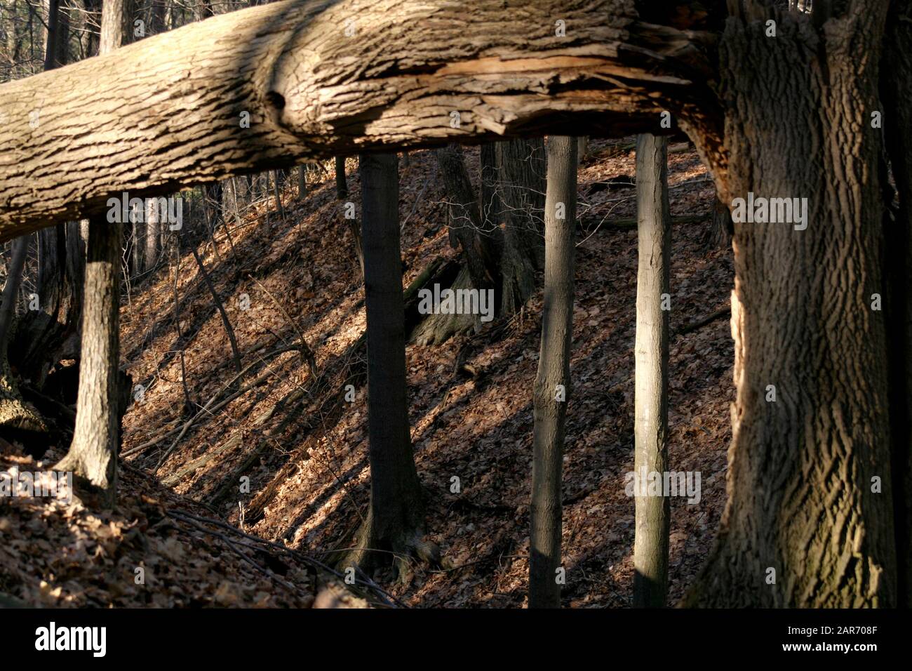 Large tree with broken trunk into the woods Stock Photo - Alamy
