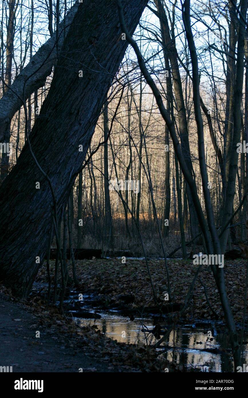 Stream of water crossing through the forest in wintertime Stock Photo ...