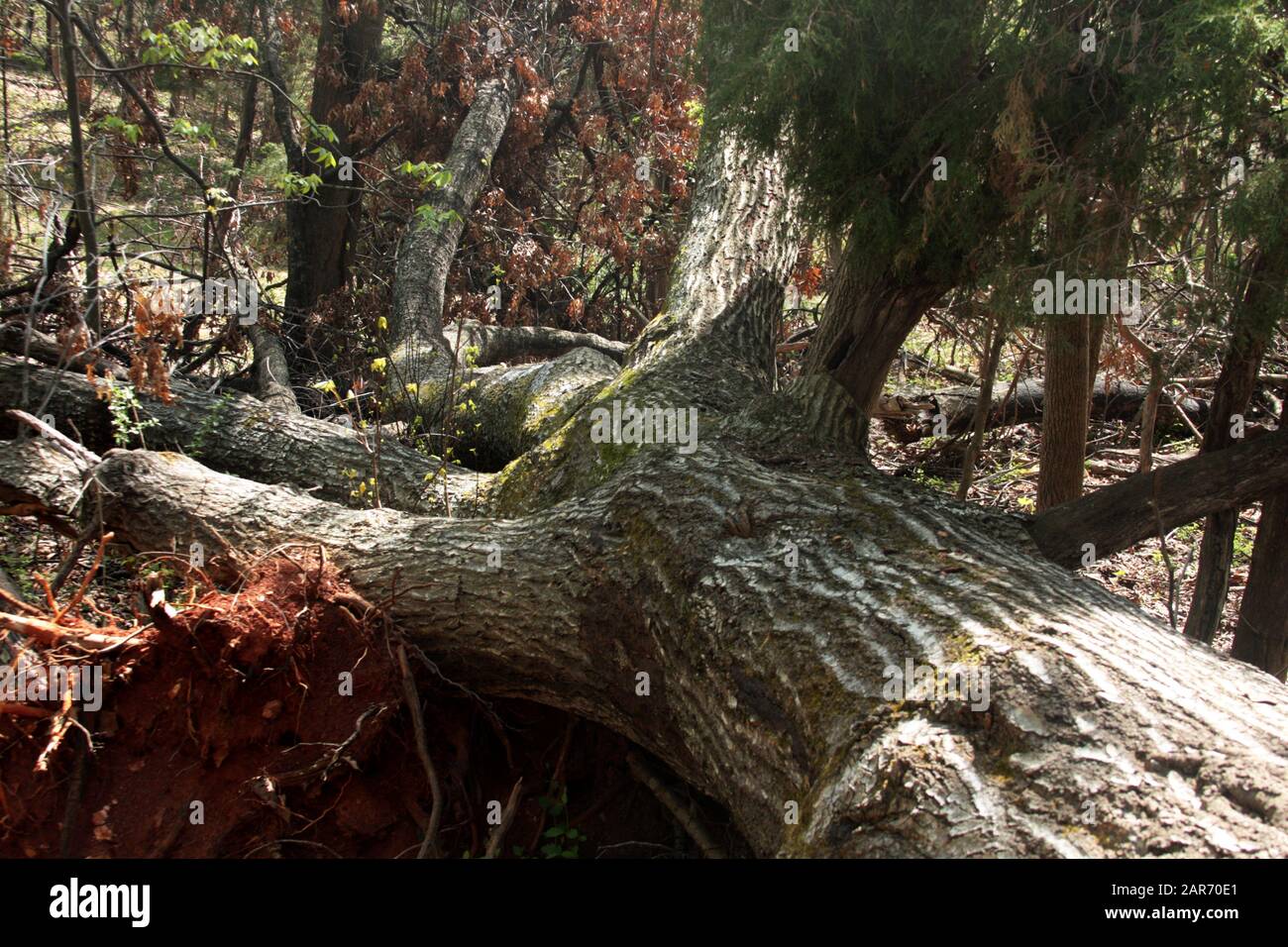 Massive fallen tree into the woods Stock Photo - Alamy
