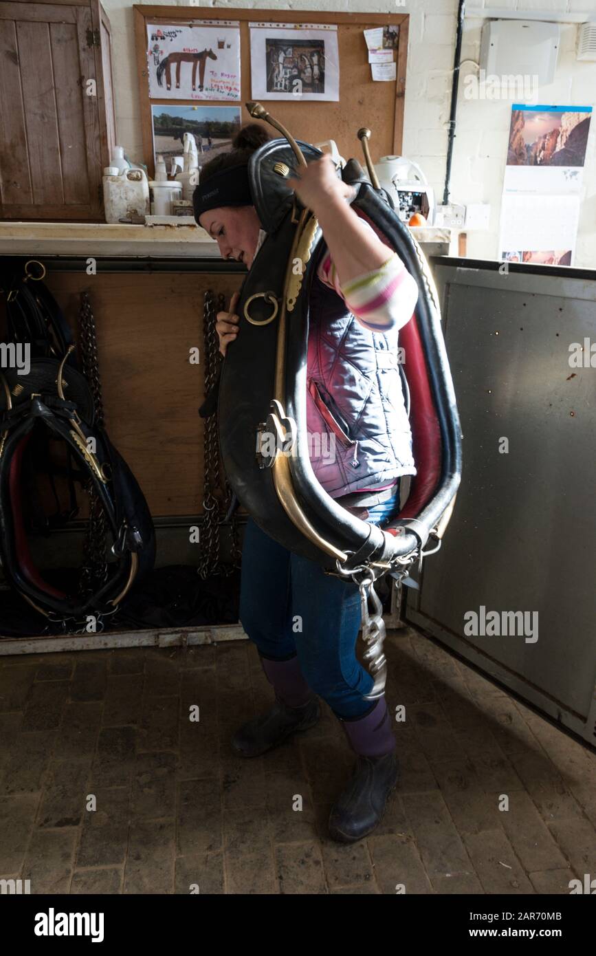 Horse Harness Uk Stock Photos & Horse Harness Uk Stock Images - Alamy