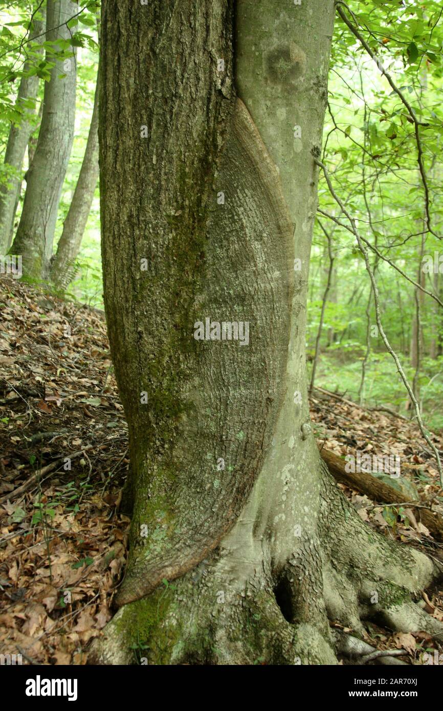 Entangled trunks hi-res stock photography and images - Alamy