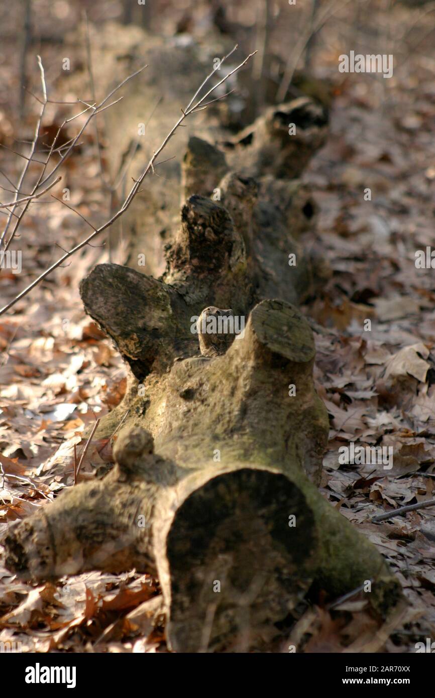 Dead and rotten tree hi-res stock photography and images - Alamy