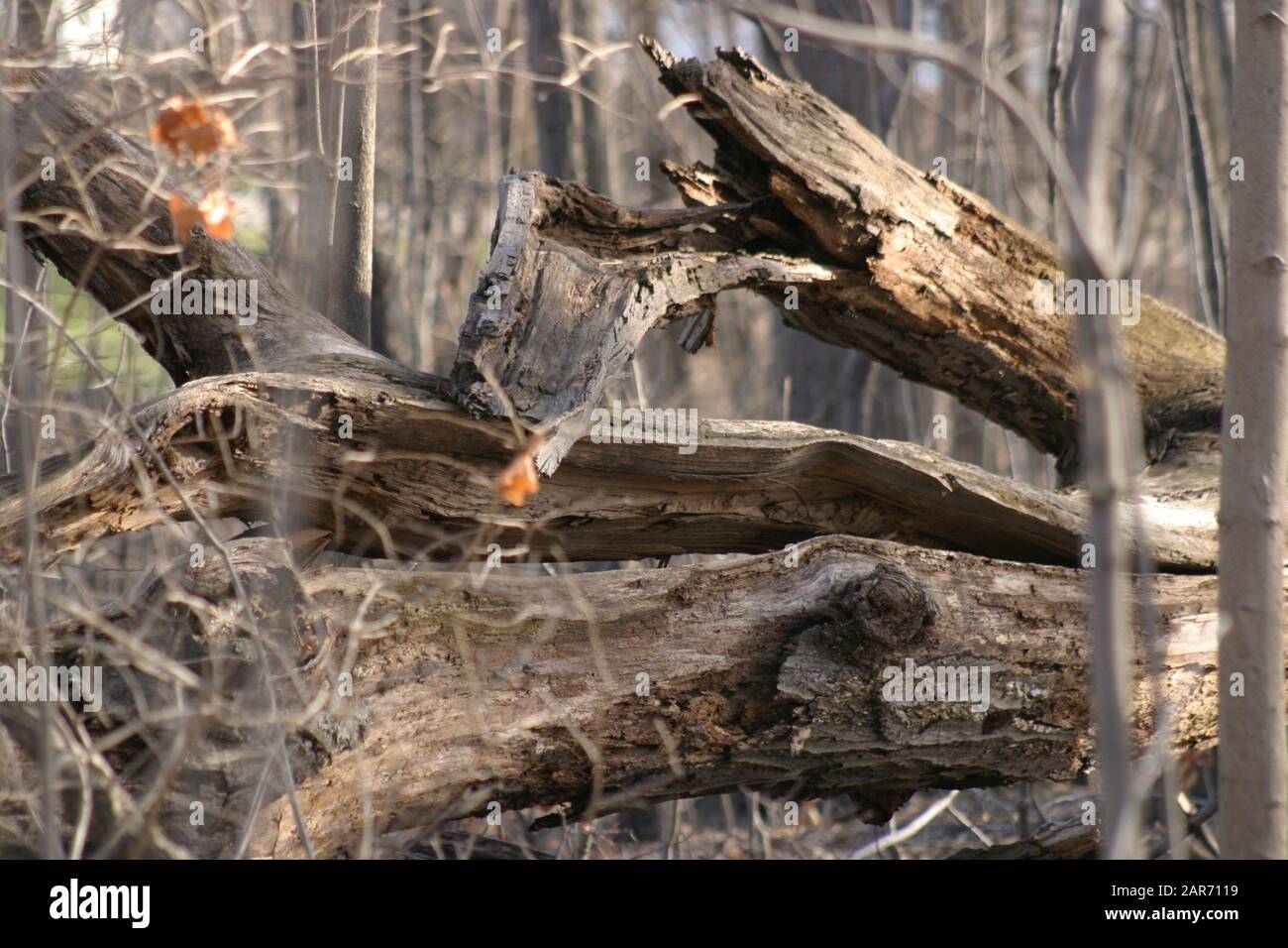 Dry old fallen trees in the woods Stock Photo - Alamy