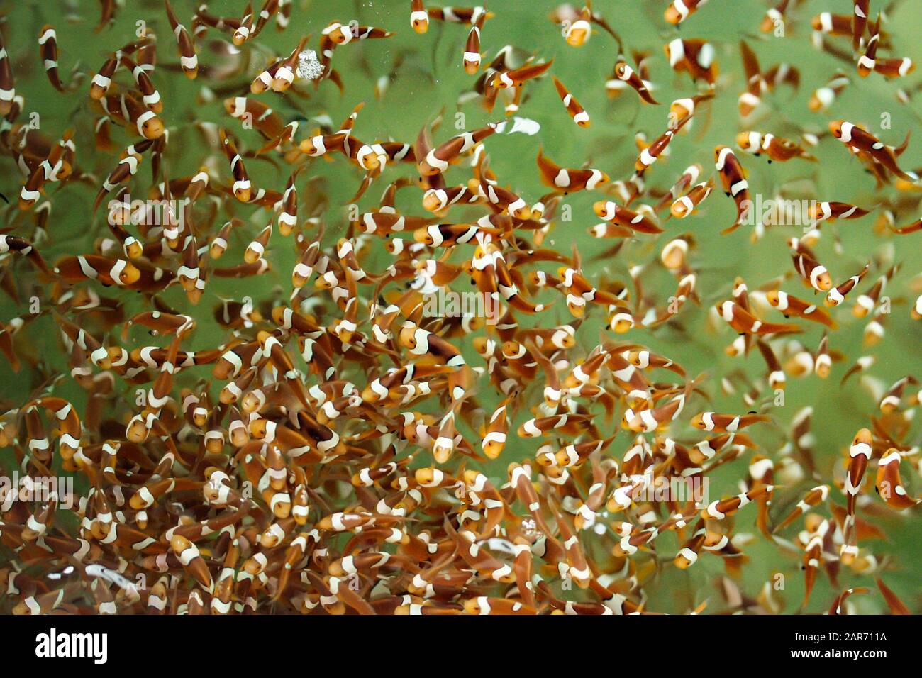 Clown fish in the fish farm to sell and export to foreign countries ...