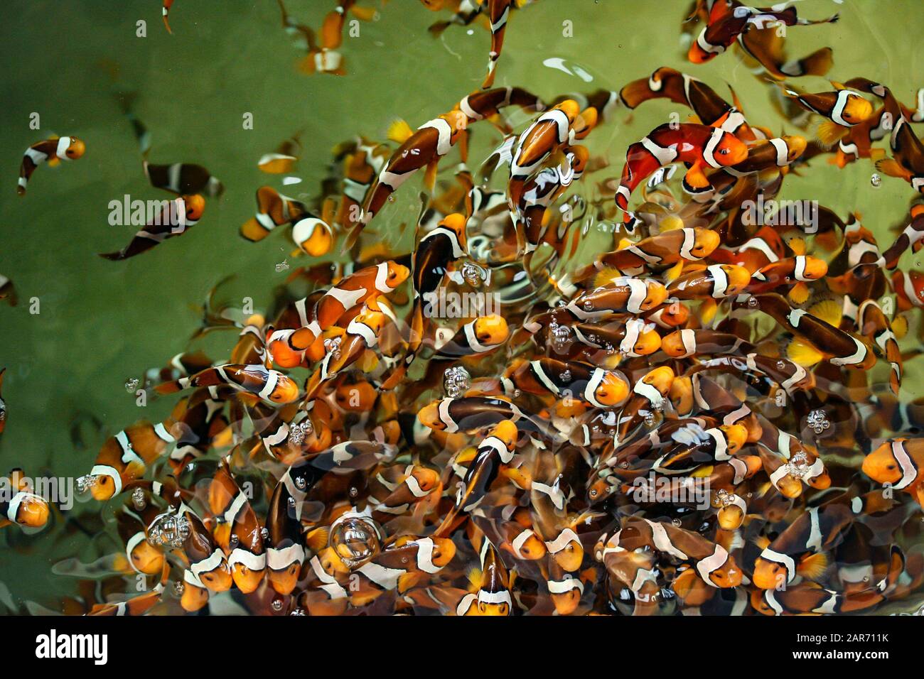 Clown fish in the fish farm to sell and export to foreign countries ...