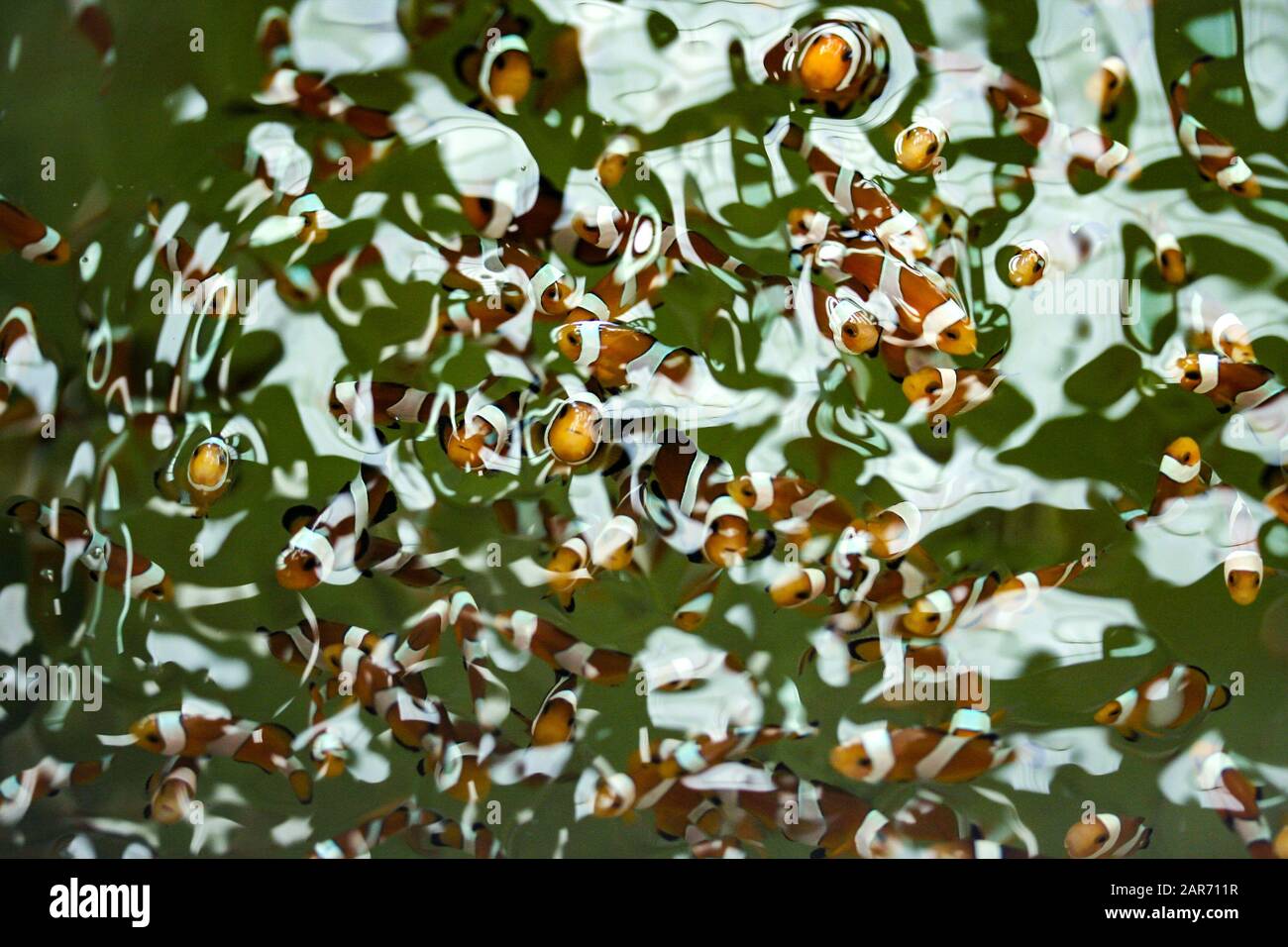 Clown fish in the fish farm to sell and export to foreign countries ...