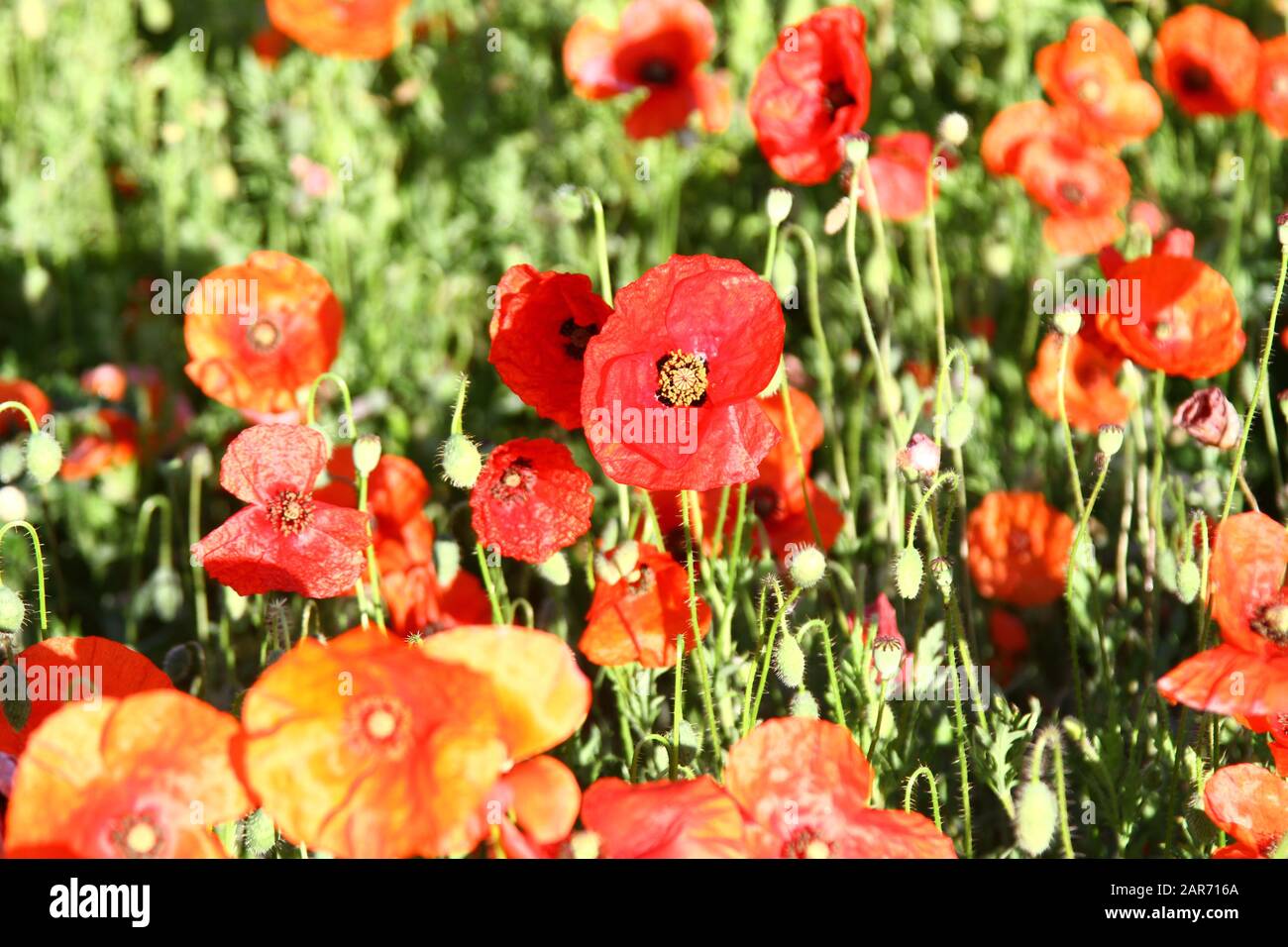 Poppies. Poppy flower. Wild flowers on the edge of farm land. Arable ...