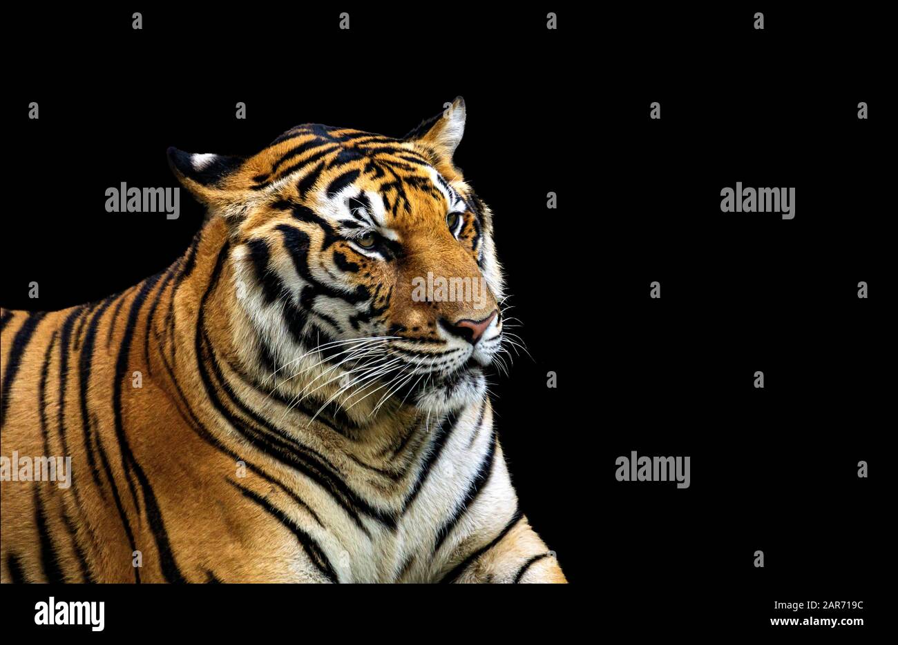 Asian tigers hi-res stock photography and images - Alamy