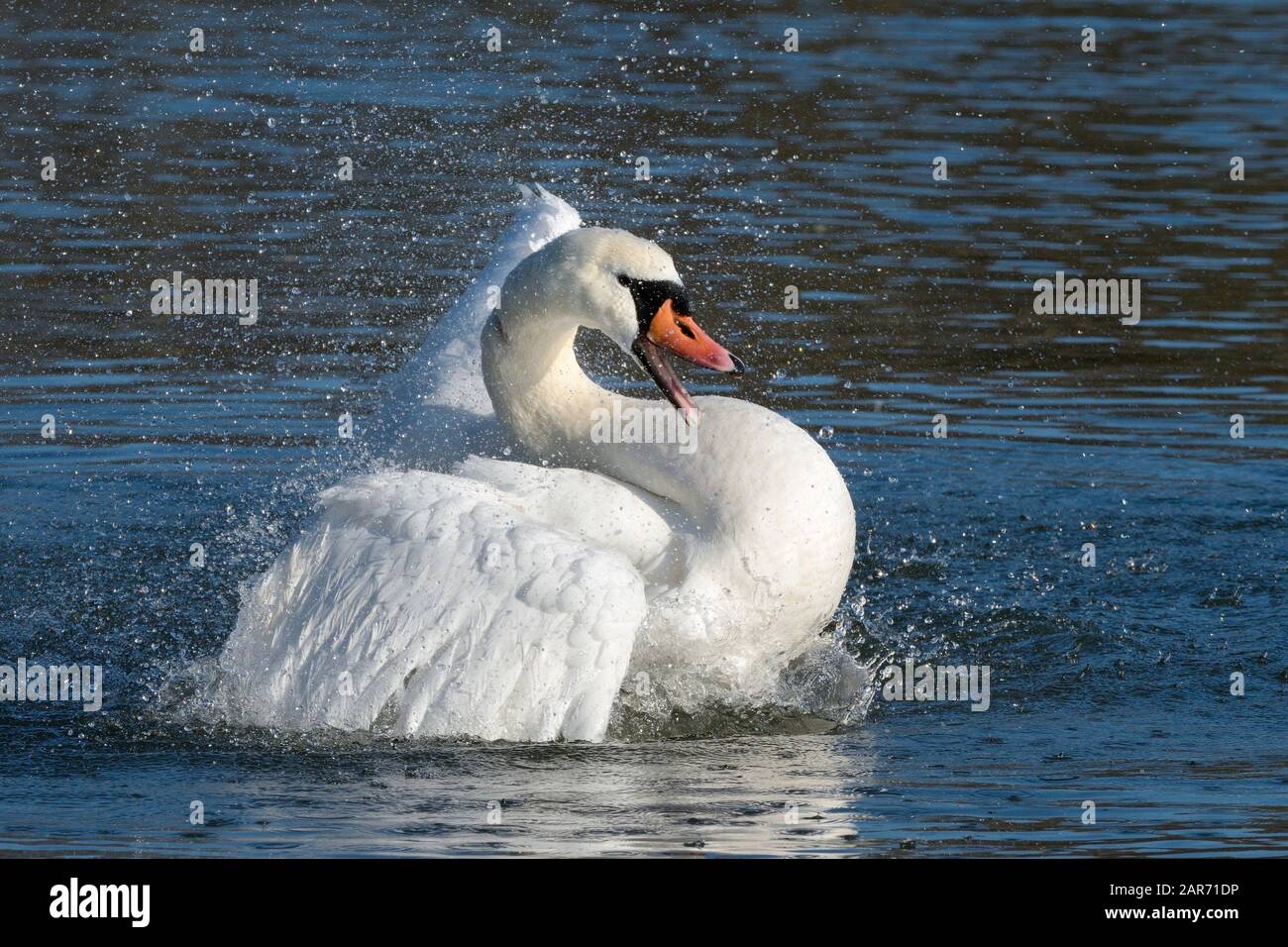 Cob swan hi-res stock photography and images - Alamy