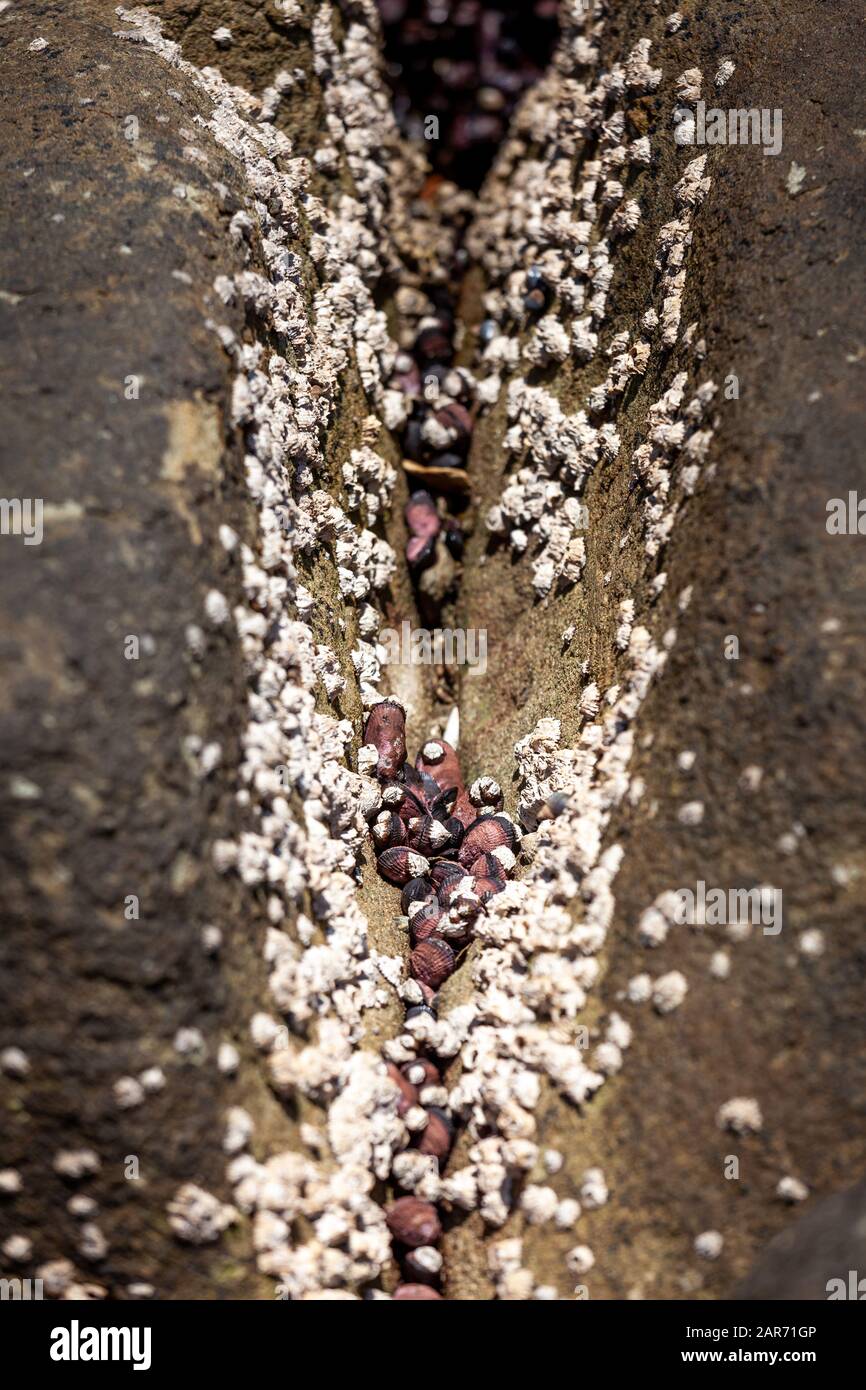 Polyp structure hi-res stock photography and images - Alamy