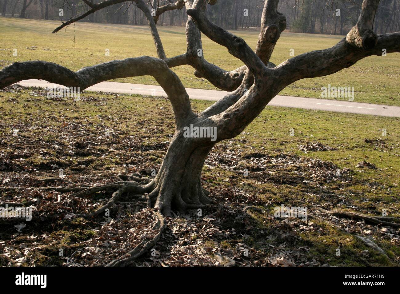Bare branches of small ornamental tree in park Stock Photo - Alamy