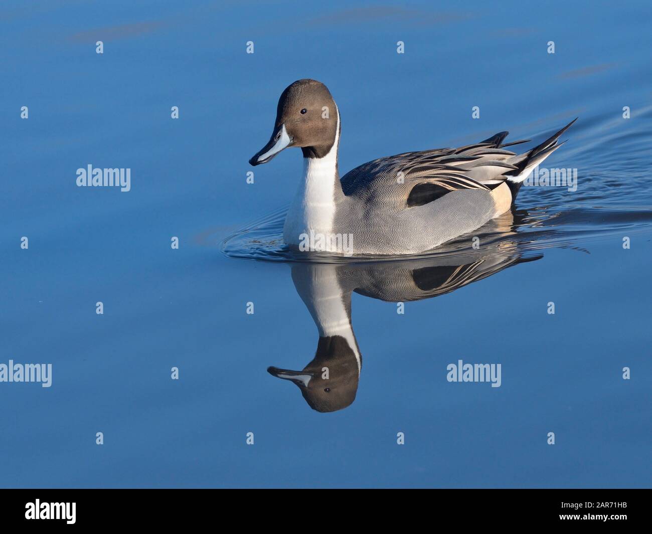 Full Plumage Drake Pintail