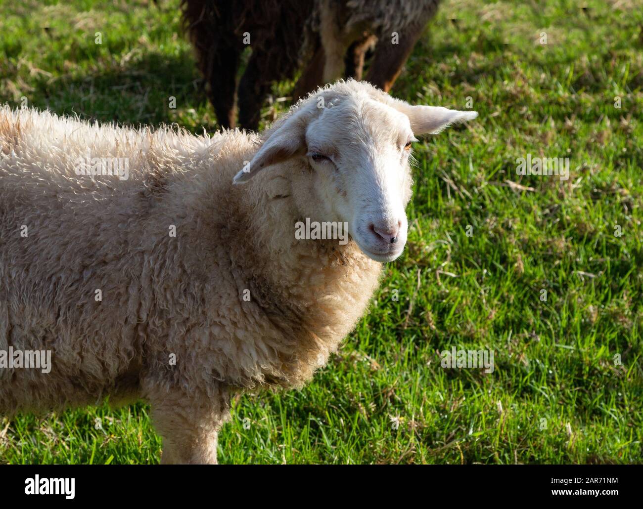 Sheep in nature on meadow. Farming outdoor Stock Photo - Alamy