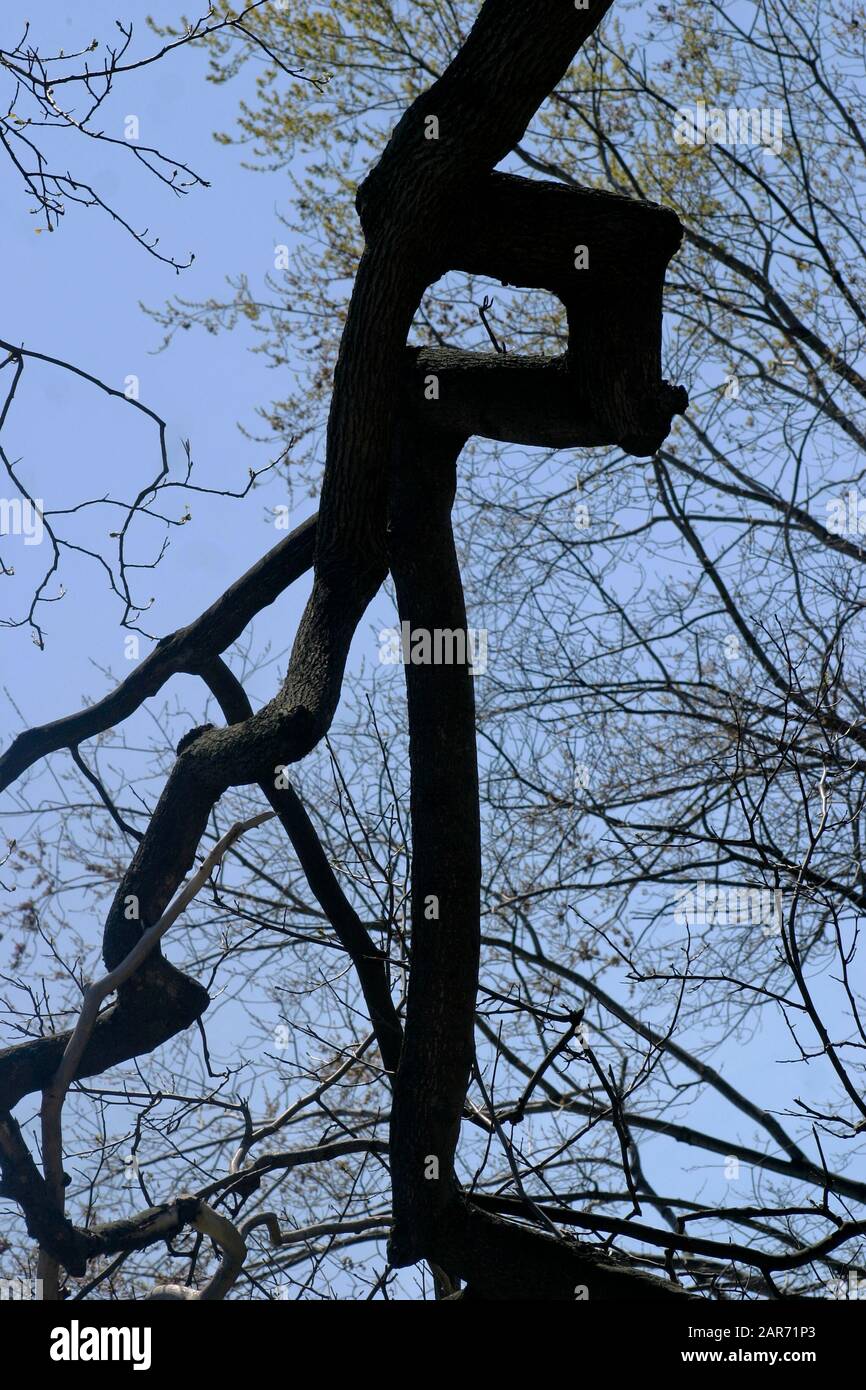Oddly twisted tree branch Stock Photo - Alamy