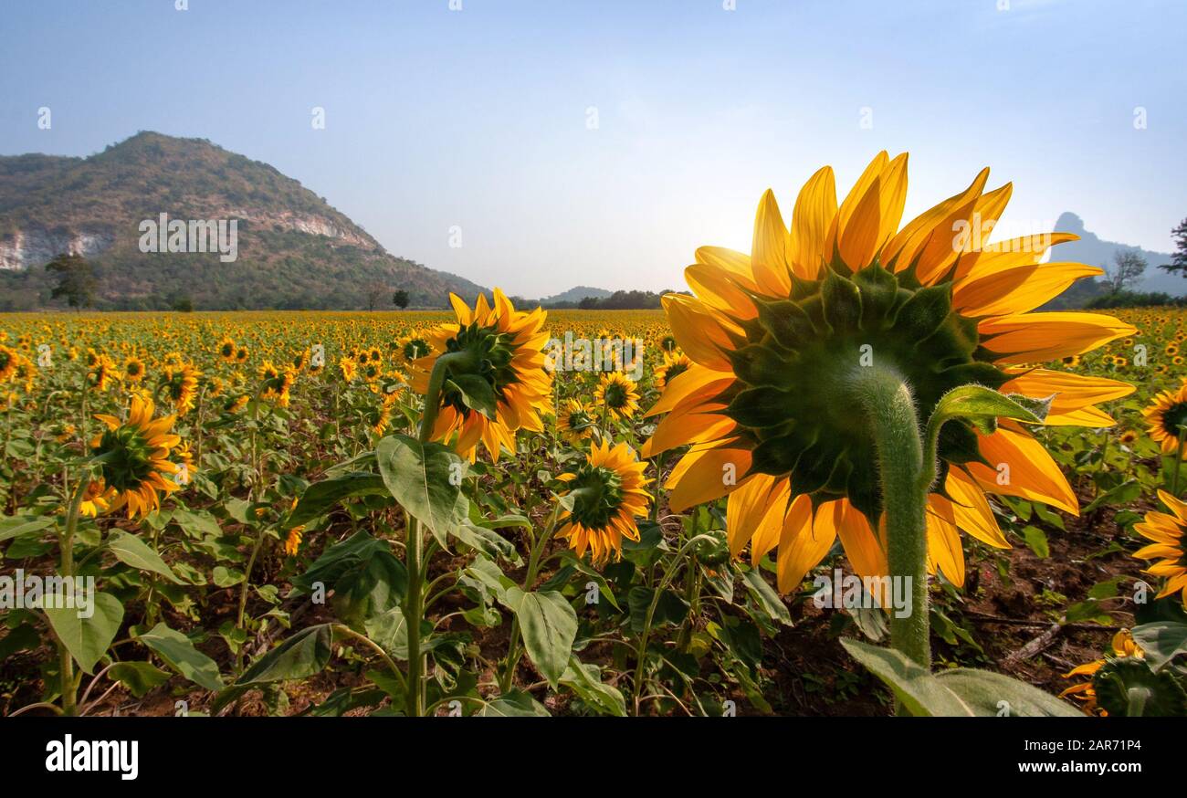 Sunflower species from Thailand that the farmers are planting to get ...