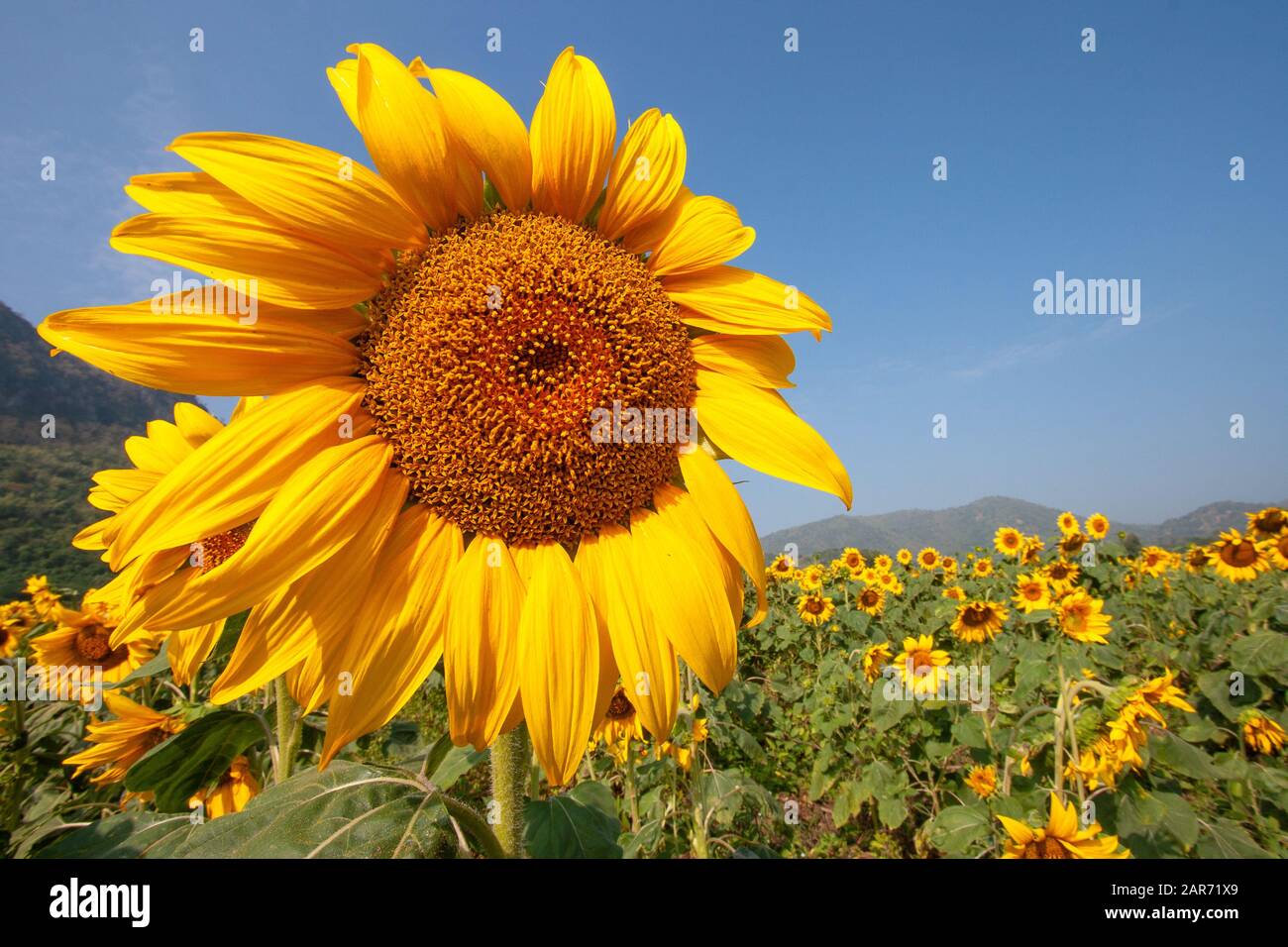Sunflower species from Thailand that the farmers are planting to get ...