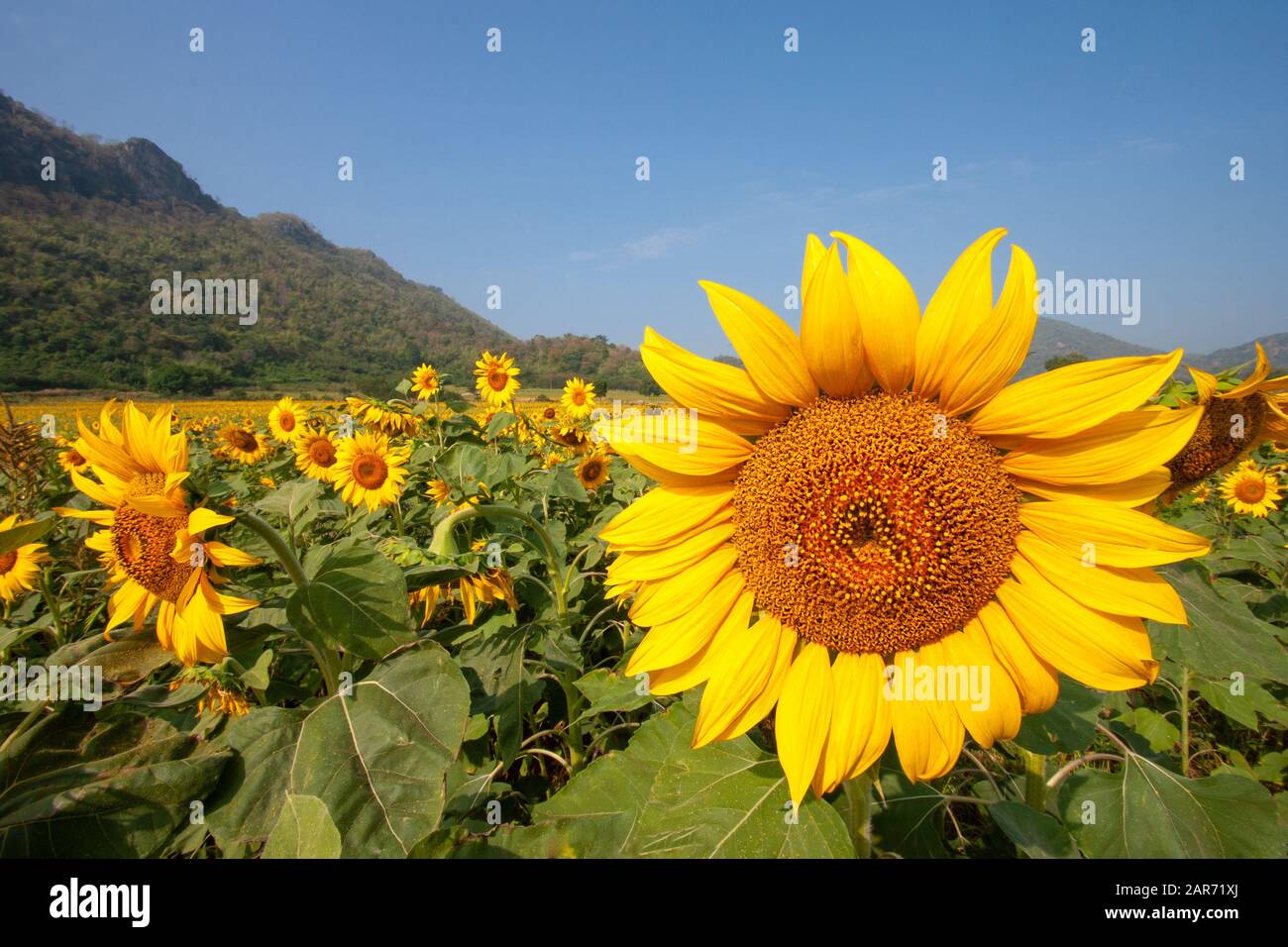 Sunflower species from Thailand that the farmers are planting to get ...