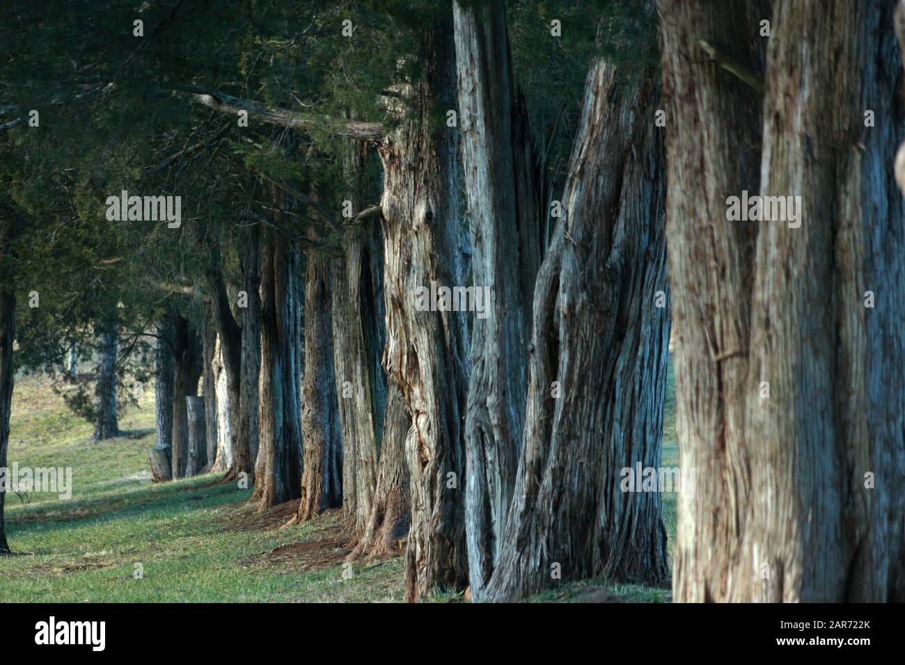 Row of pine trees hi-res stock photography and images - Alamy