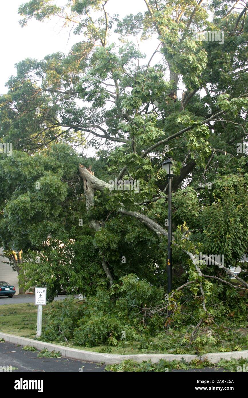 Large tree broken by a powerful derecho wind in Lynchburg, VA, USA ...