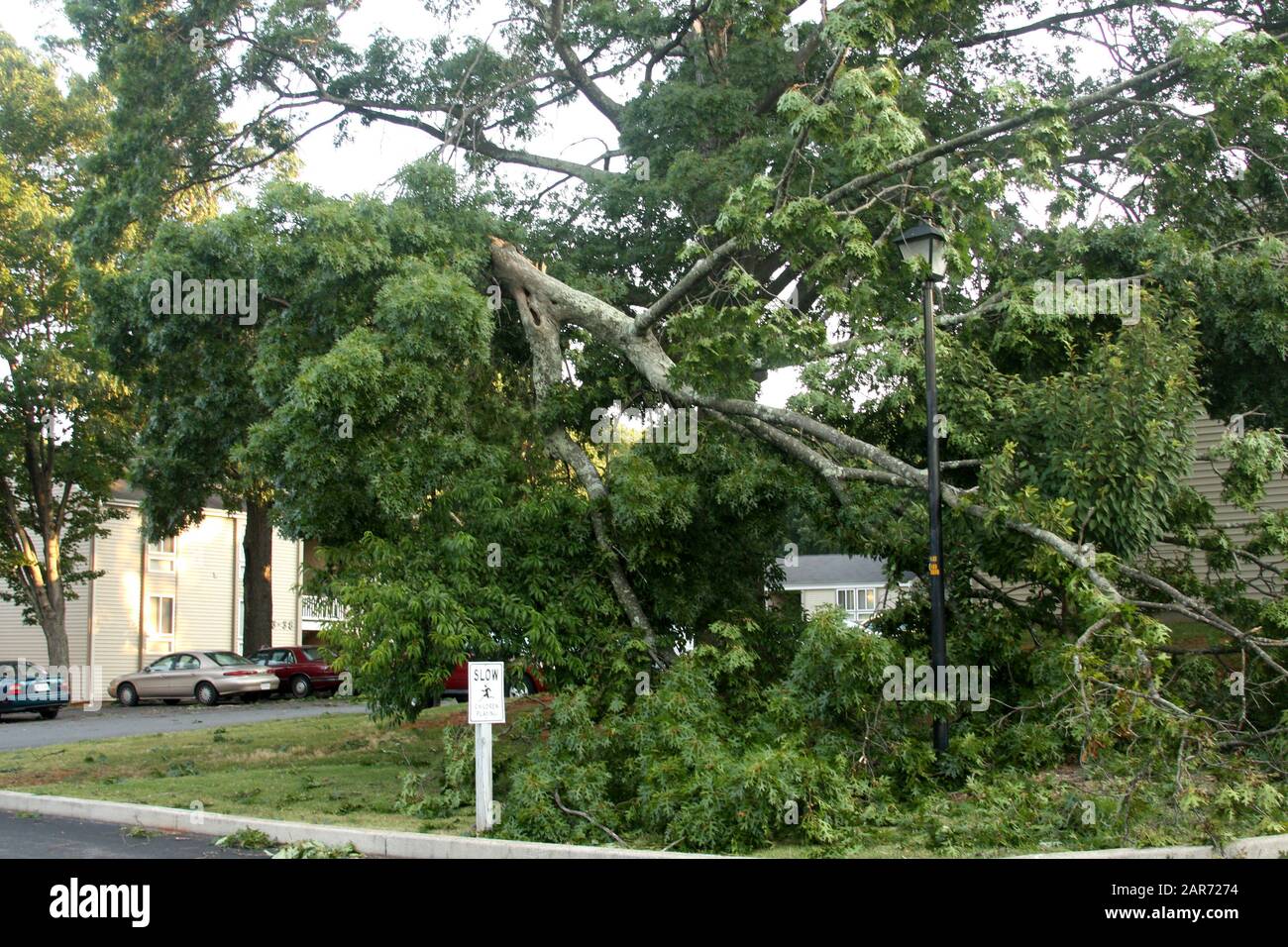 Large tree broken by a powerful derecho wind in Lynchburg, VA, USA ...